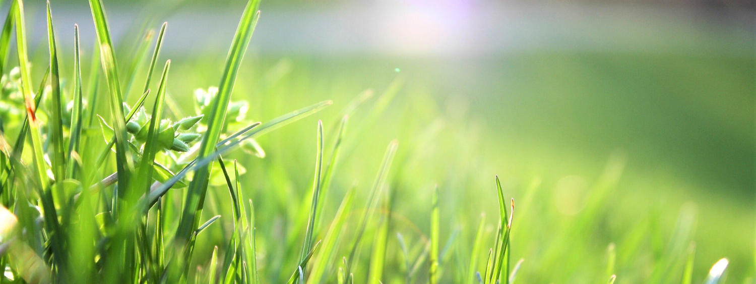 Red Maple Landscaping